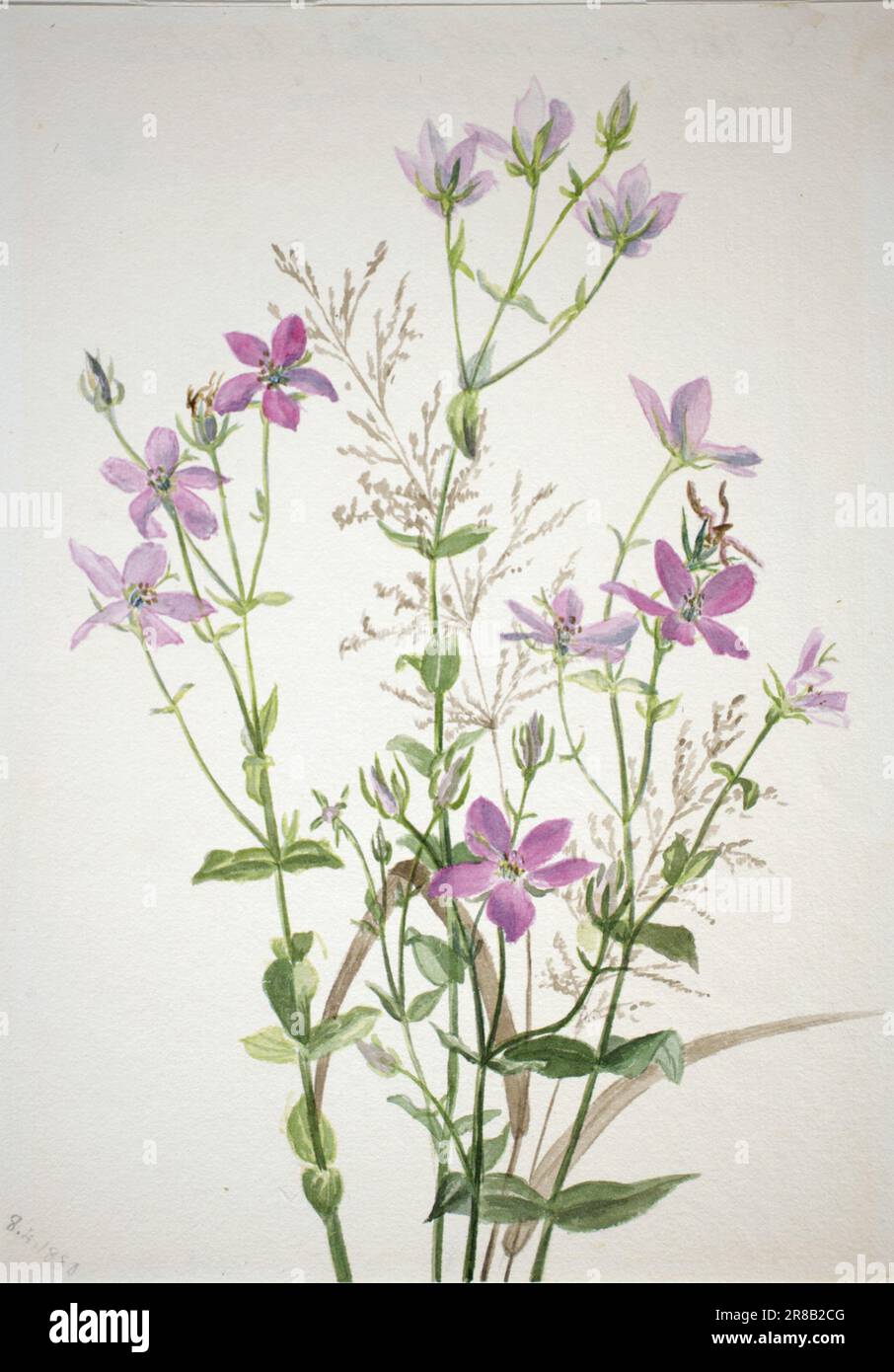 Gentianacease sabbalia angularis 1880 by Mary Vaux Walcott, born ...