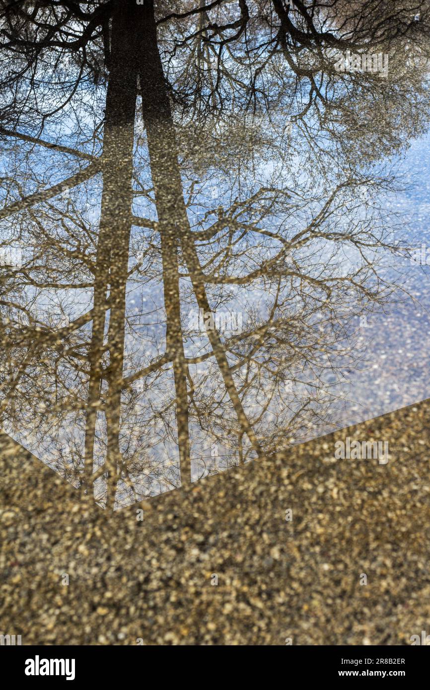 Reflection of tree branches on the water spot on the street pedestrian ...