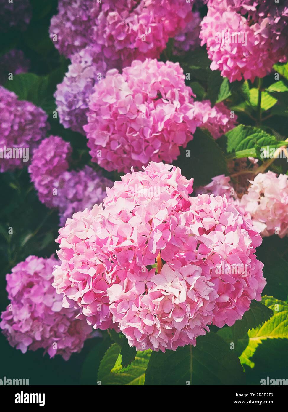 Hydrangea pink flowers Stock Photo - Alamy