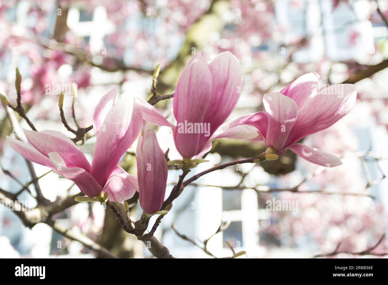 High key tone hi-res stock photography and images - Alamy