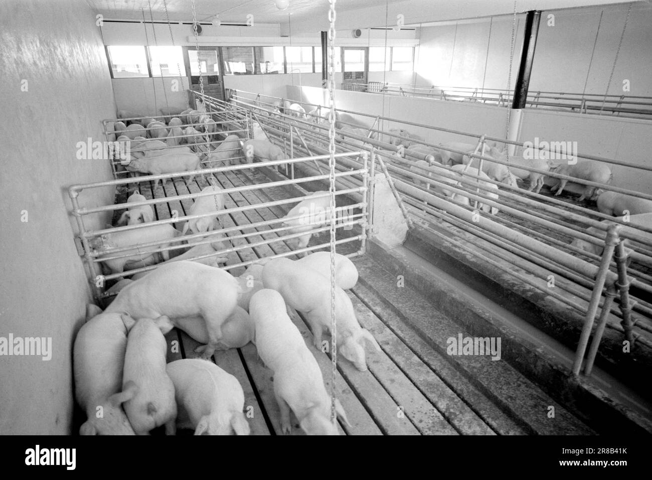 Current 9-7-1960 : With the pig in the backThe sales phantom Gunnar ...