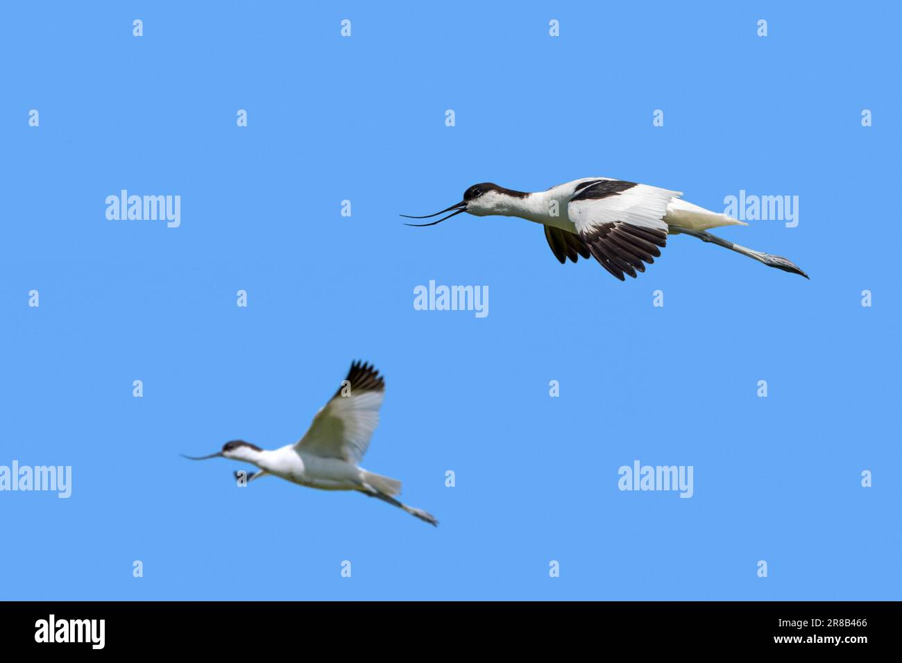 Two pied avocets (Recurvirostra avosetta) calling in flight against ...
