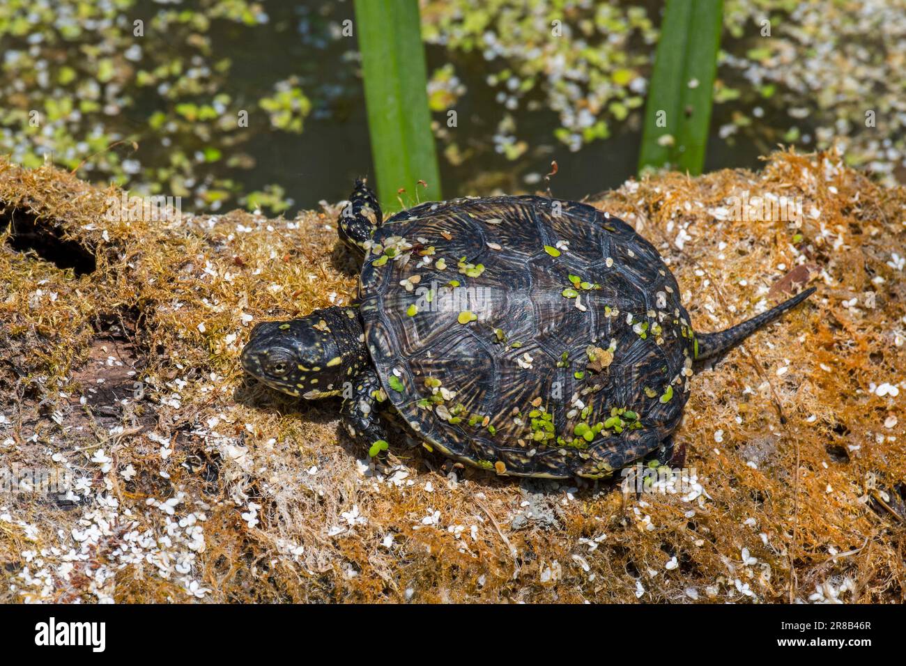 European pond turtle / European pond terrapin / European pond tortoise ...