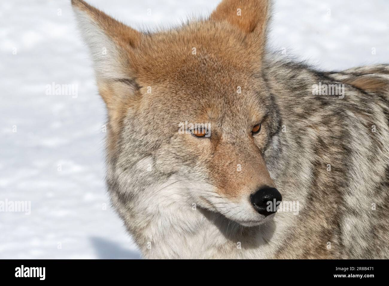 North America; United States; Wyoming; Yellowstone National Park ...