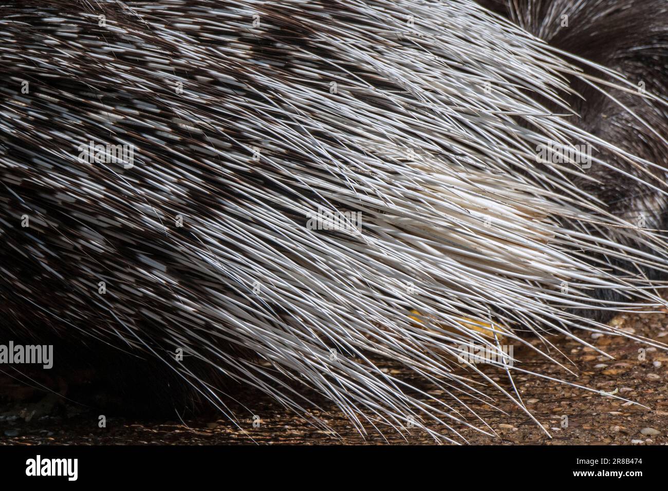 Close-up of rump with multiple layers of keratin, modified black and ...