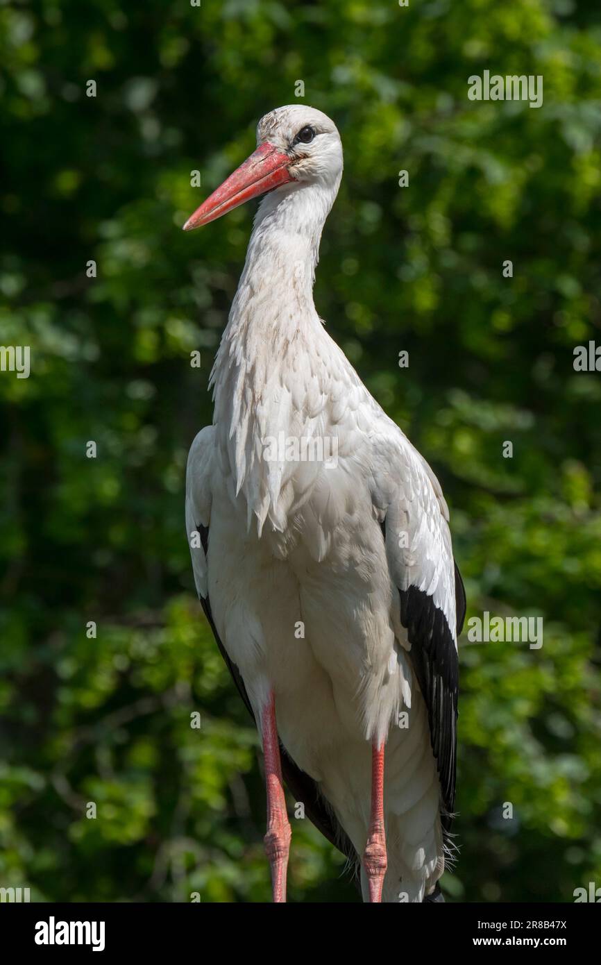 White stork in forest hi-res stock photography and images - Alamy