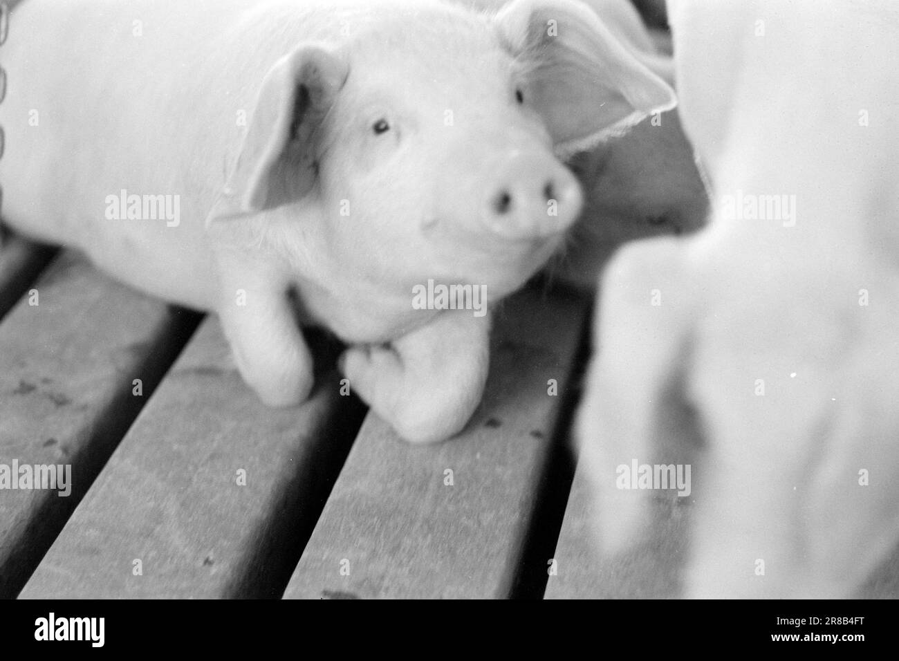 Current 9-7-1960 : With the pig in the backThe sales phantom Gunnar ...