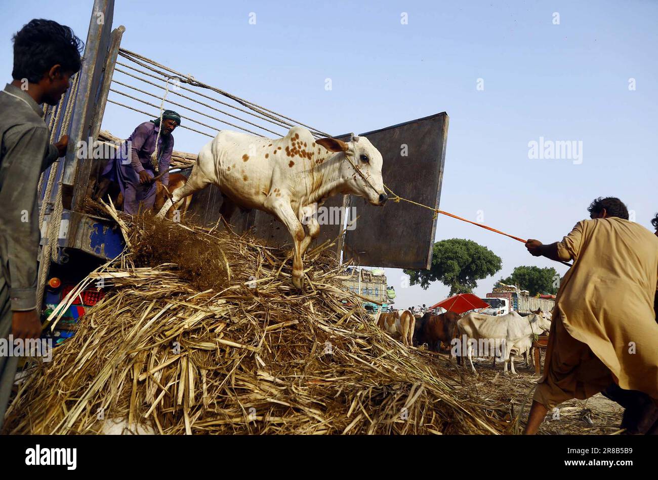 Cattle dealers shift their animals from vehicle at a makeshift ...