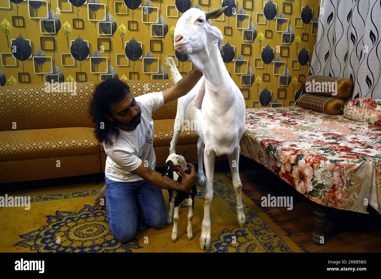 The Coco Goat, who was Famous with his height 16 inches is a candidate ...