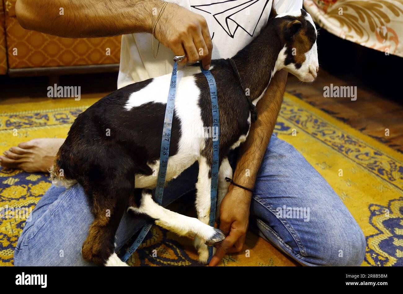 The Coco Goat, who was Famous with his height 16 inches is a candidate ...