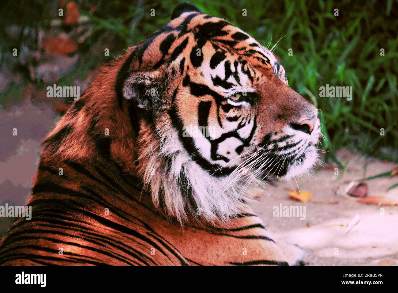 A majestic tiger with its head against a sandy background, surrounded ...