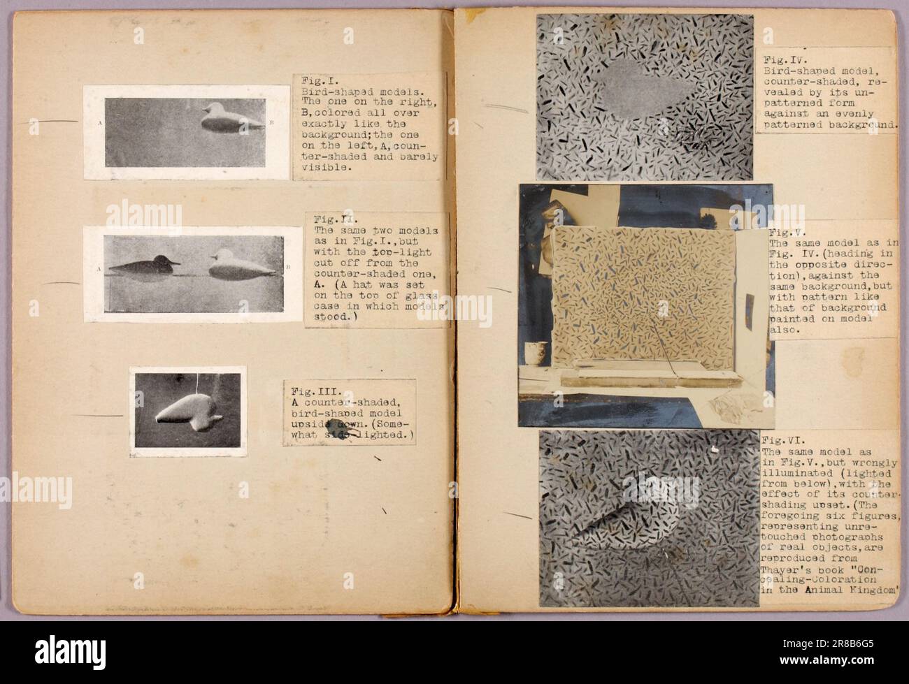 Counter-shading, study folder for book Concealing Coloration in the ...