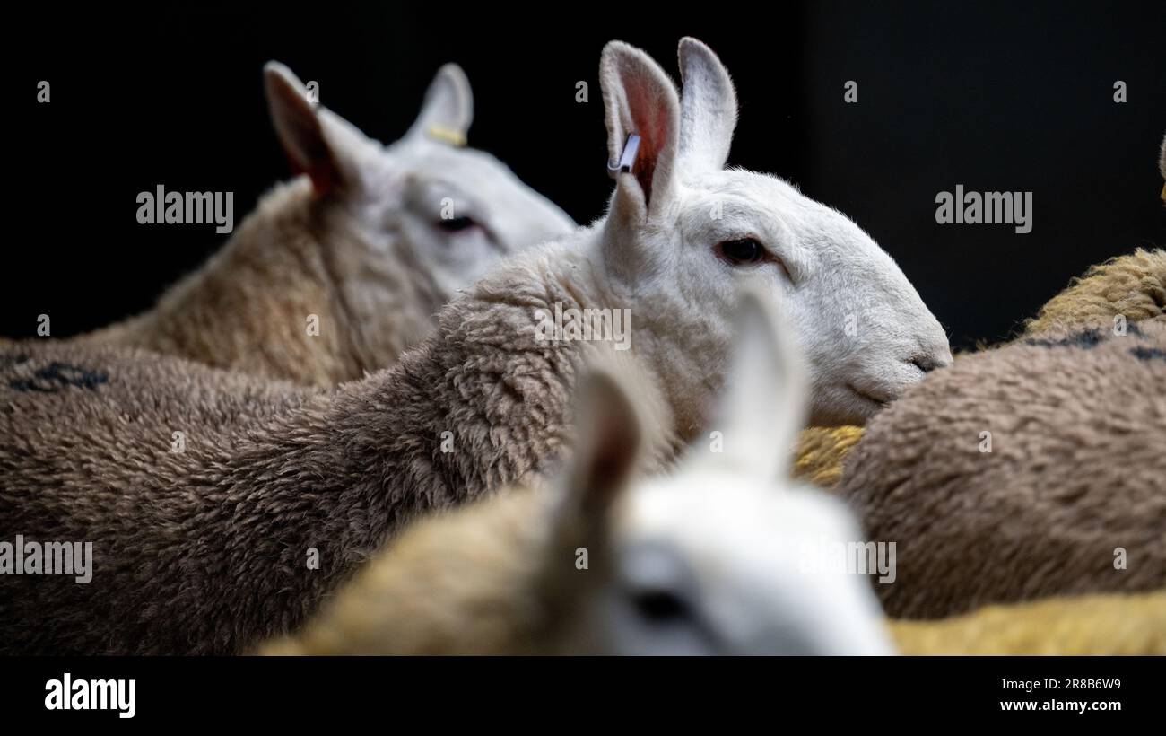 British country farm animals hi-res stock photography and images - Alamy