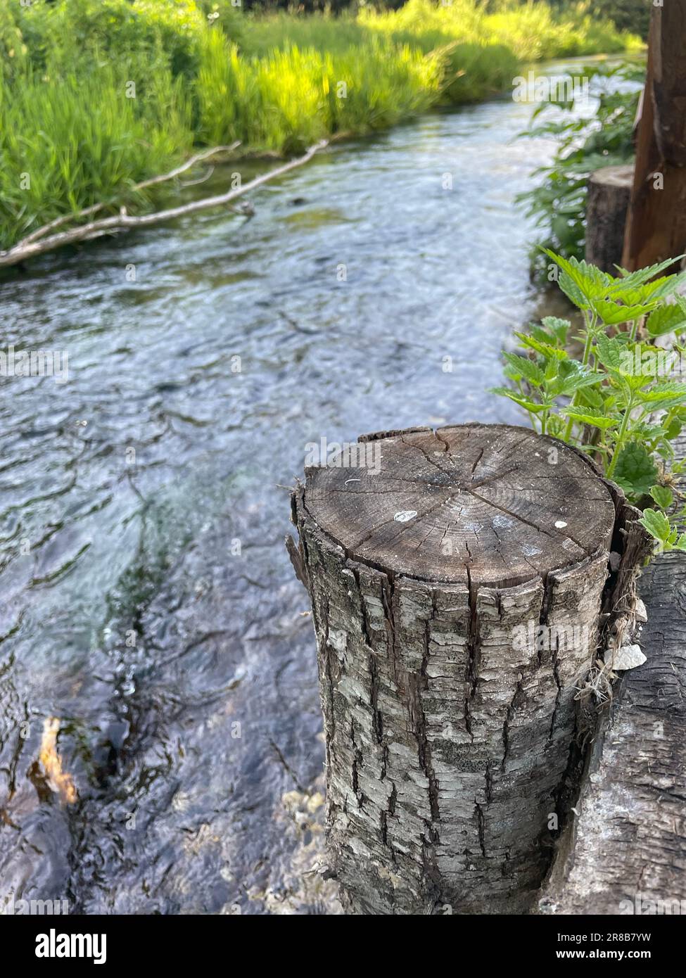Weathered tree stump stands hi-res stock photography and images - Alamy