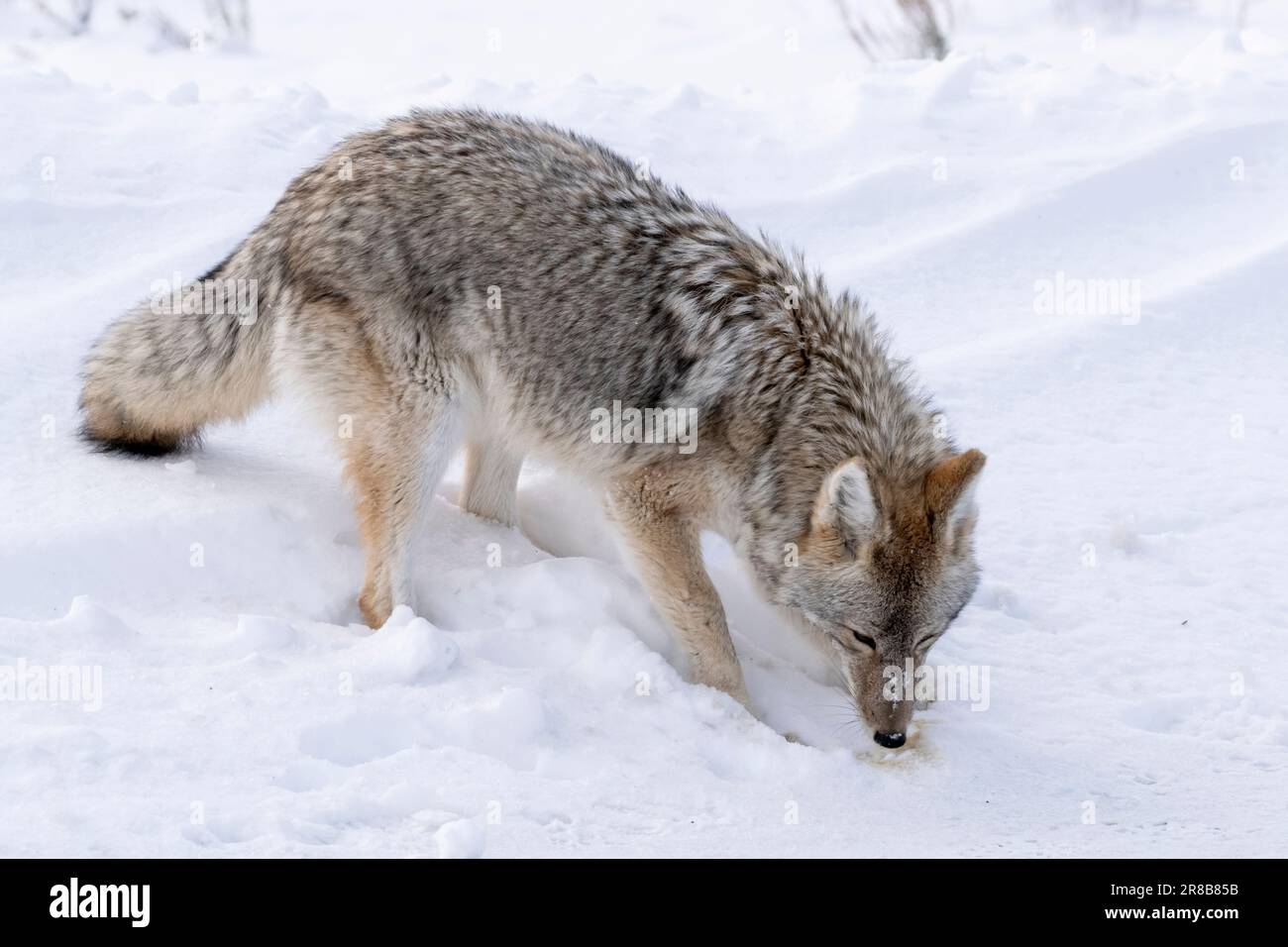 North America; United States; Wyoming; Yellowstone National Park ...