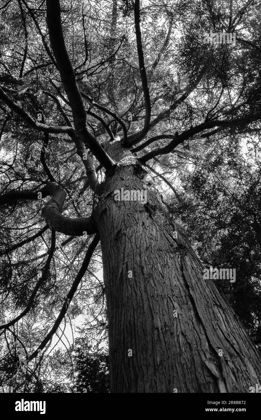 A big tree trunk Black and White Stock Photos & Images - Alamy