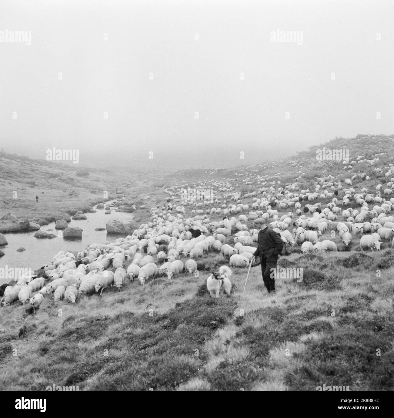 Current 42-1-1960: Bye Bye!! Summer is over. Sheep herding in Sirdal ...