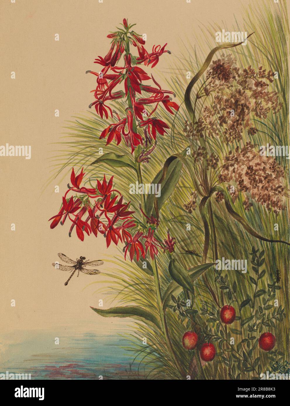Cardinal Flower (Lobelia cardinalis) 1880 by Mary Vaux Walcott, born ...