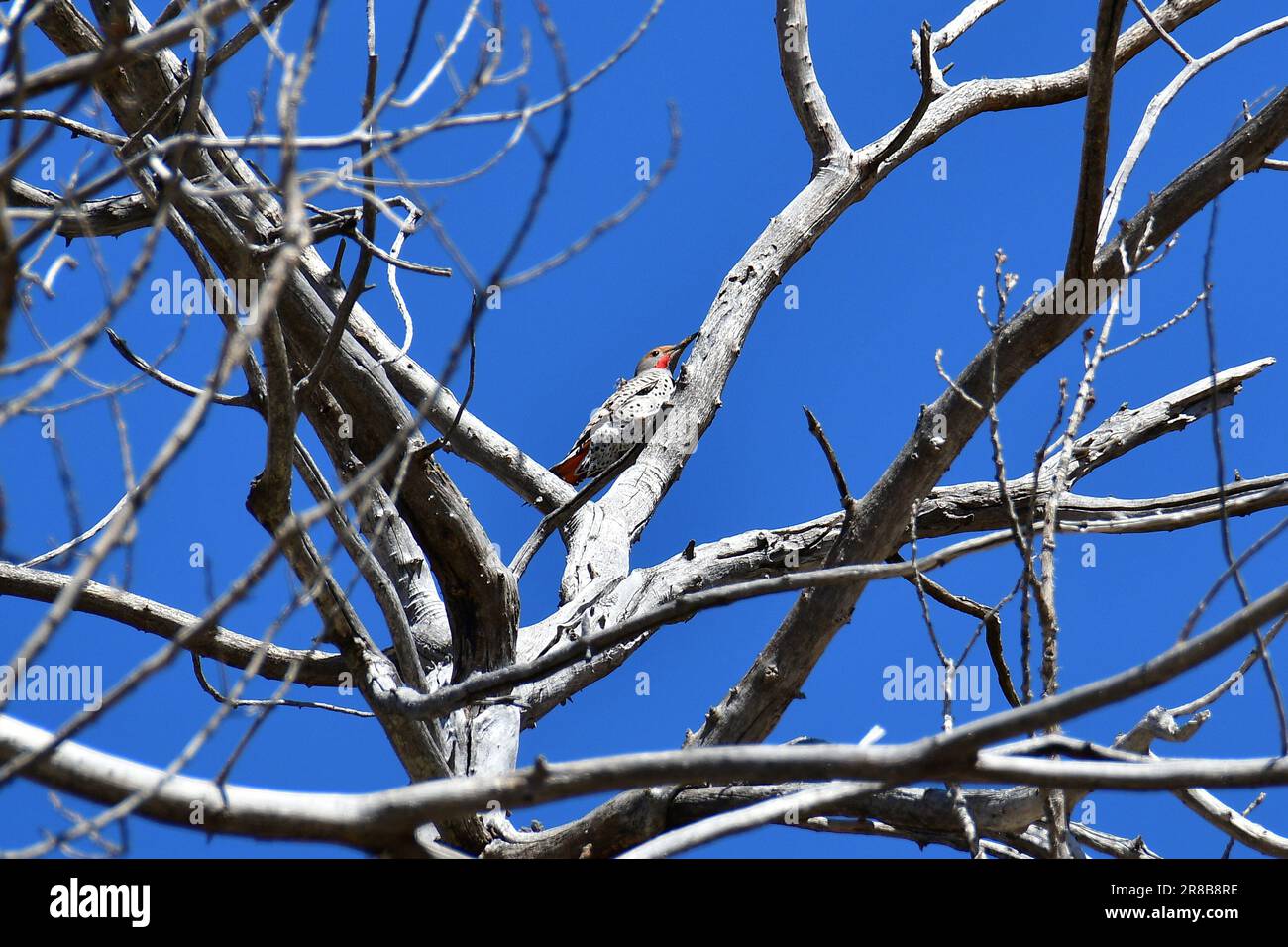 Northern flicker, common flicker, Goldspecht, Pic flamboyant, Colaptes ...