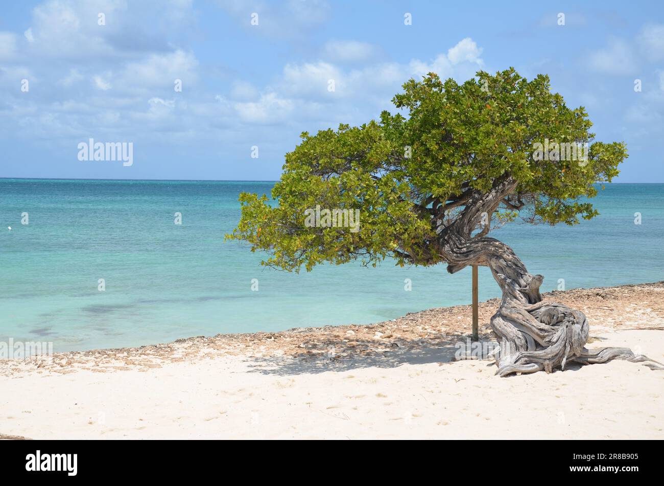 Divi- Divi tree at "Eagle Beach" Aruba with the caribbean sea in ...