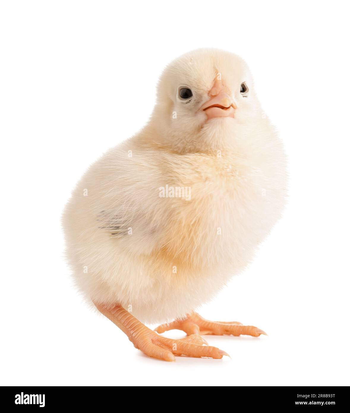 Cute little chick on white background Stock Photo - Alamy