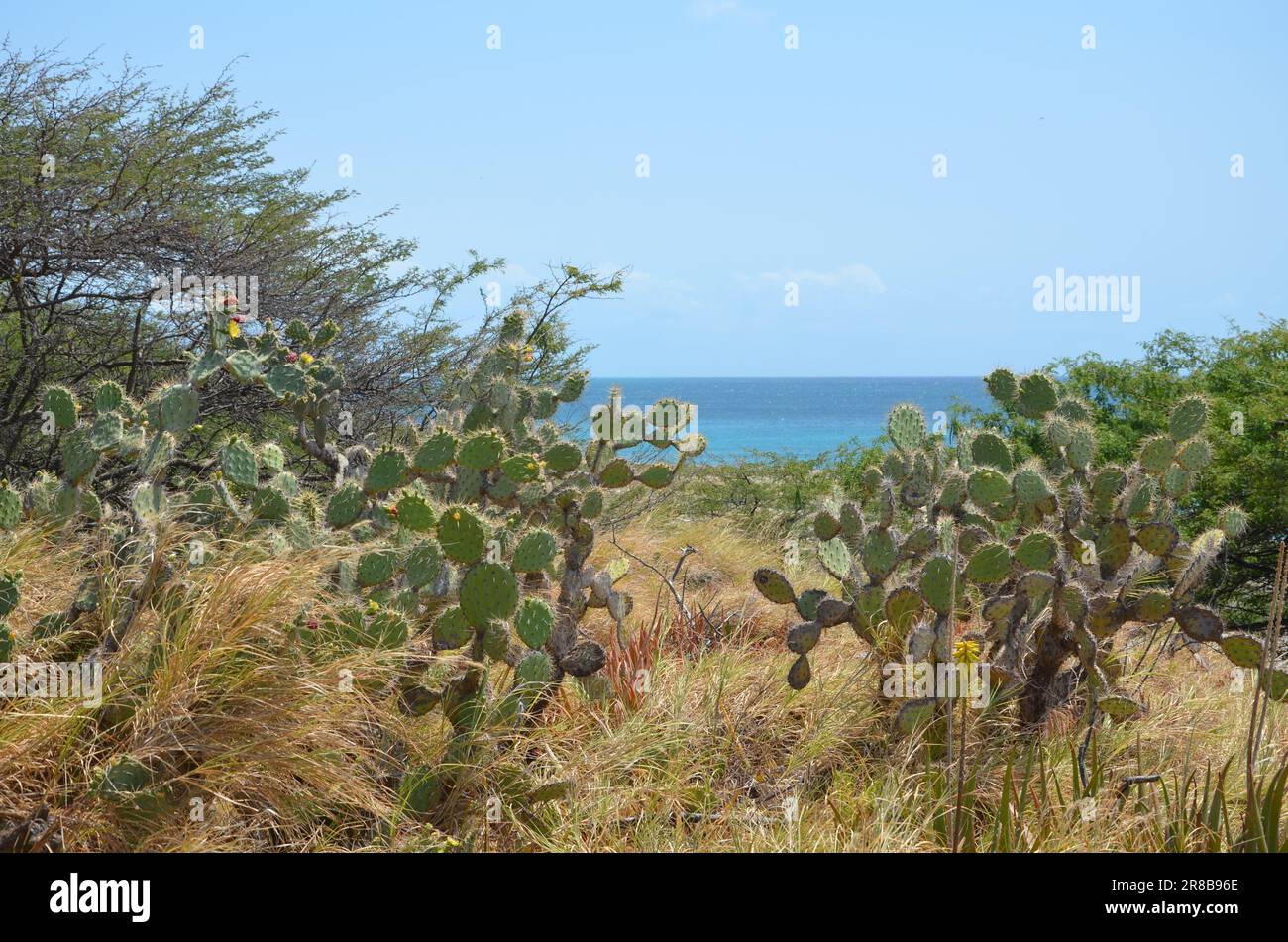 landscape with cactus plants at "Arikok National Park" Aruba Stock ...