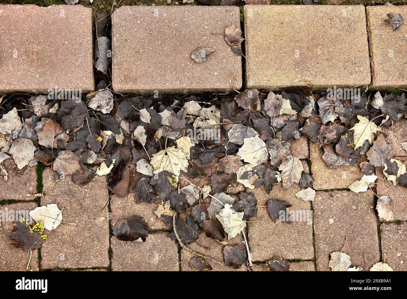 Group of dried leaves on a rectangular flagstone pathway. Autumn ...