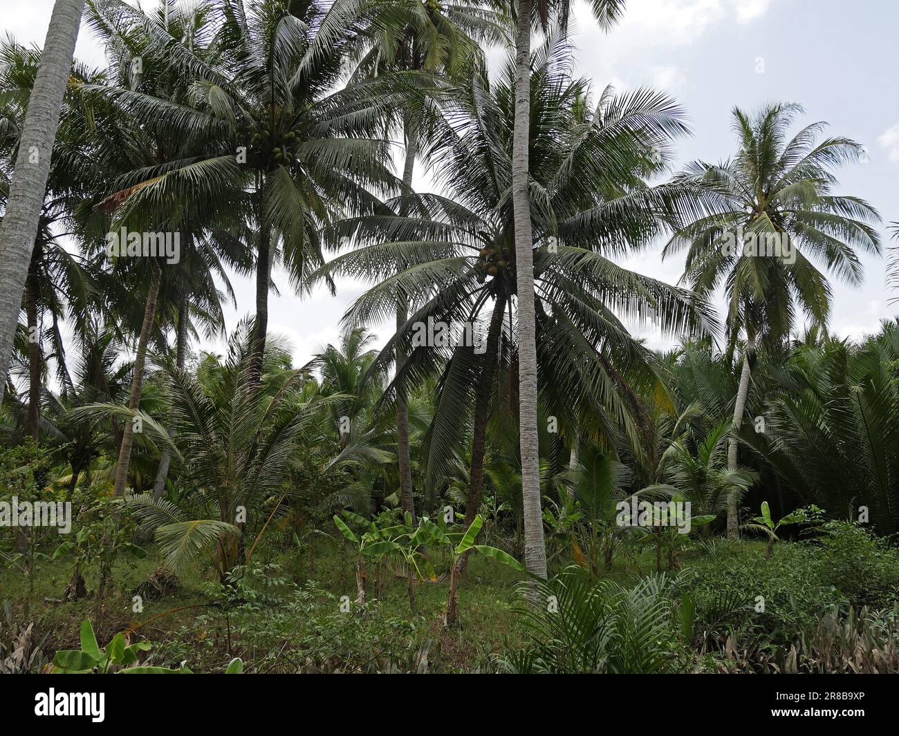 Vietnam, Mekong Delta, coconut Trees Stock Photo - Alamy