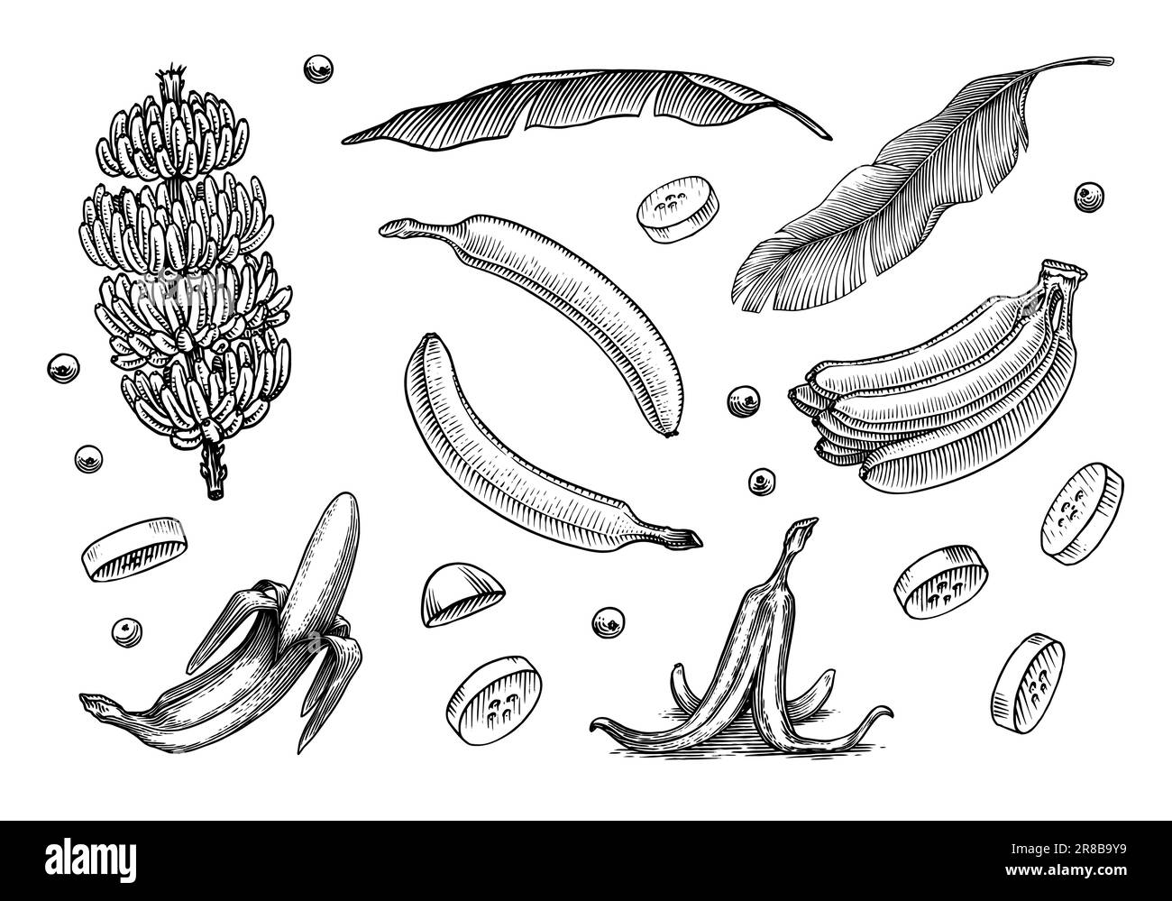Banana fruit and palm leaves. Hand drawn with ink in vintage style ...