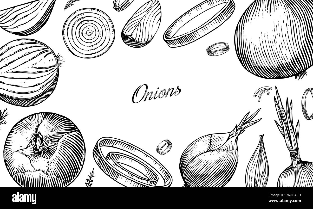Onion bulb poster or banner, Half cutout slice and rings. Hand drawn ...