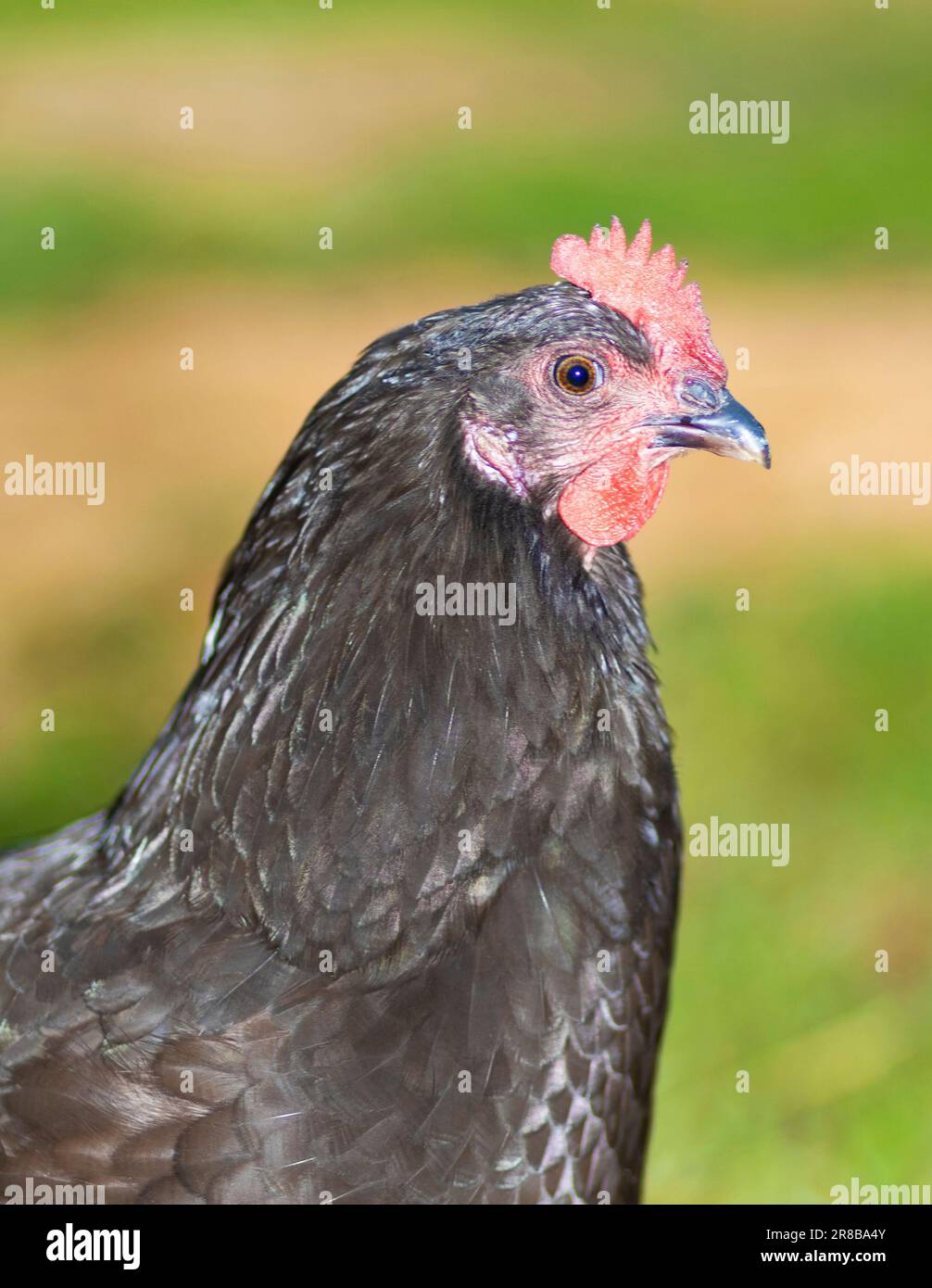 Portrait of a black australorp chicken hen that looks angry Stock Photo ...