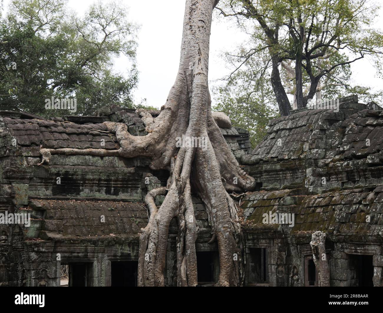 Tree roots grow over the ancient Ta Prohm temple, Siem Reap Province ...