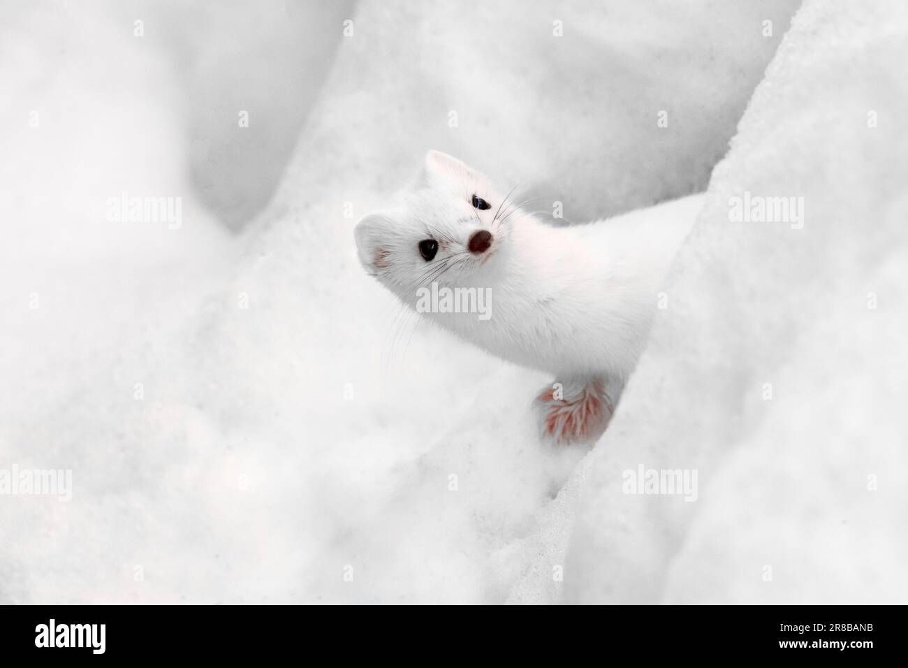 Short talied weasel hi-res stock photography and images - Alamy