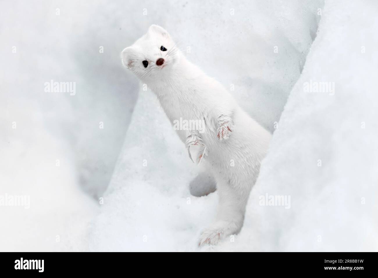 Short talied weasel hi-res stock photography and images - Alamy