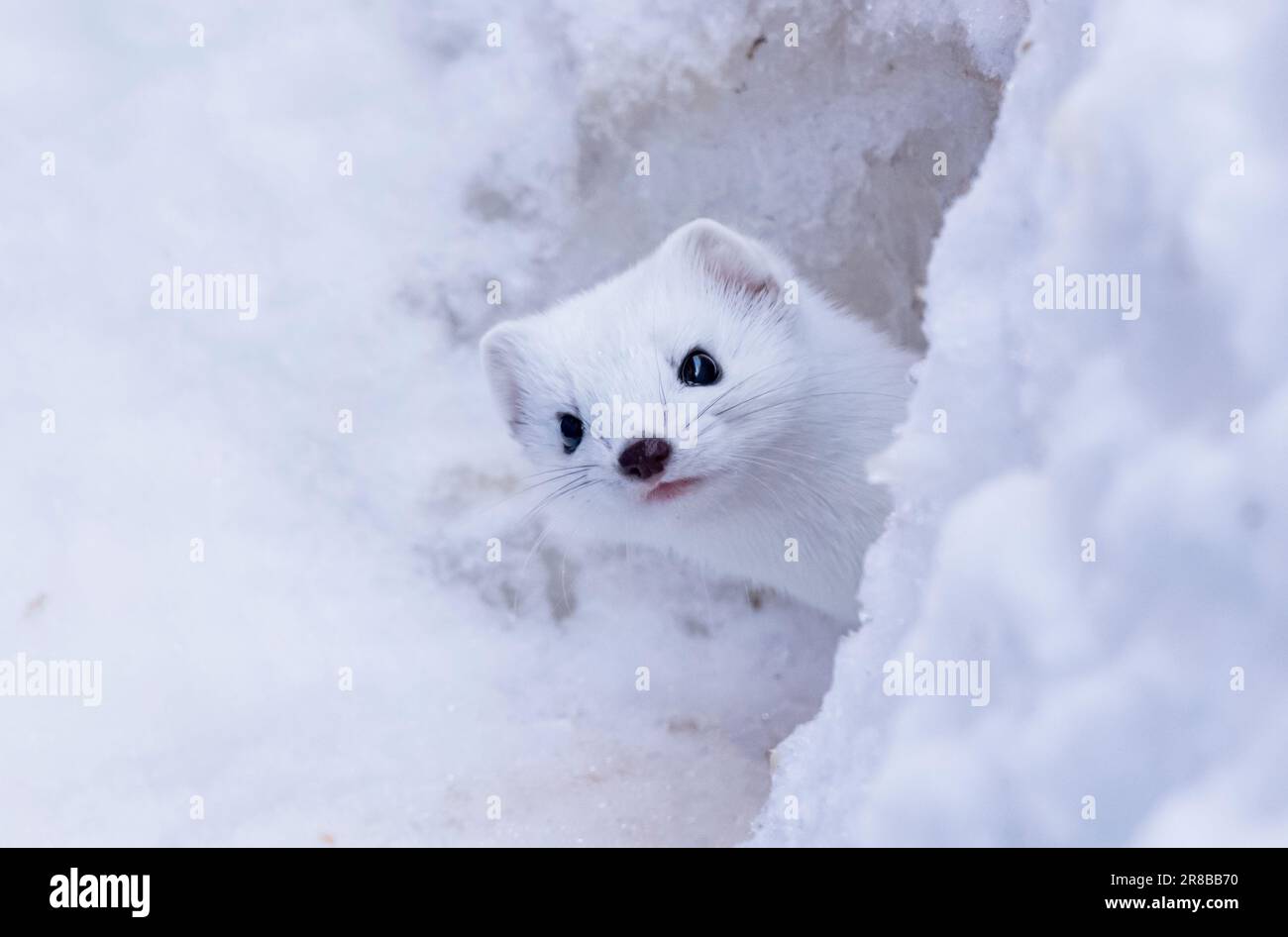 Short talied weasel hi-res stock photography and images - Alamy