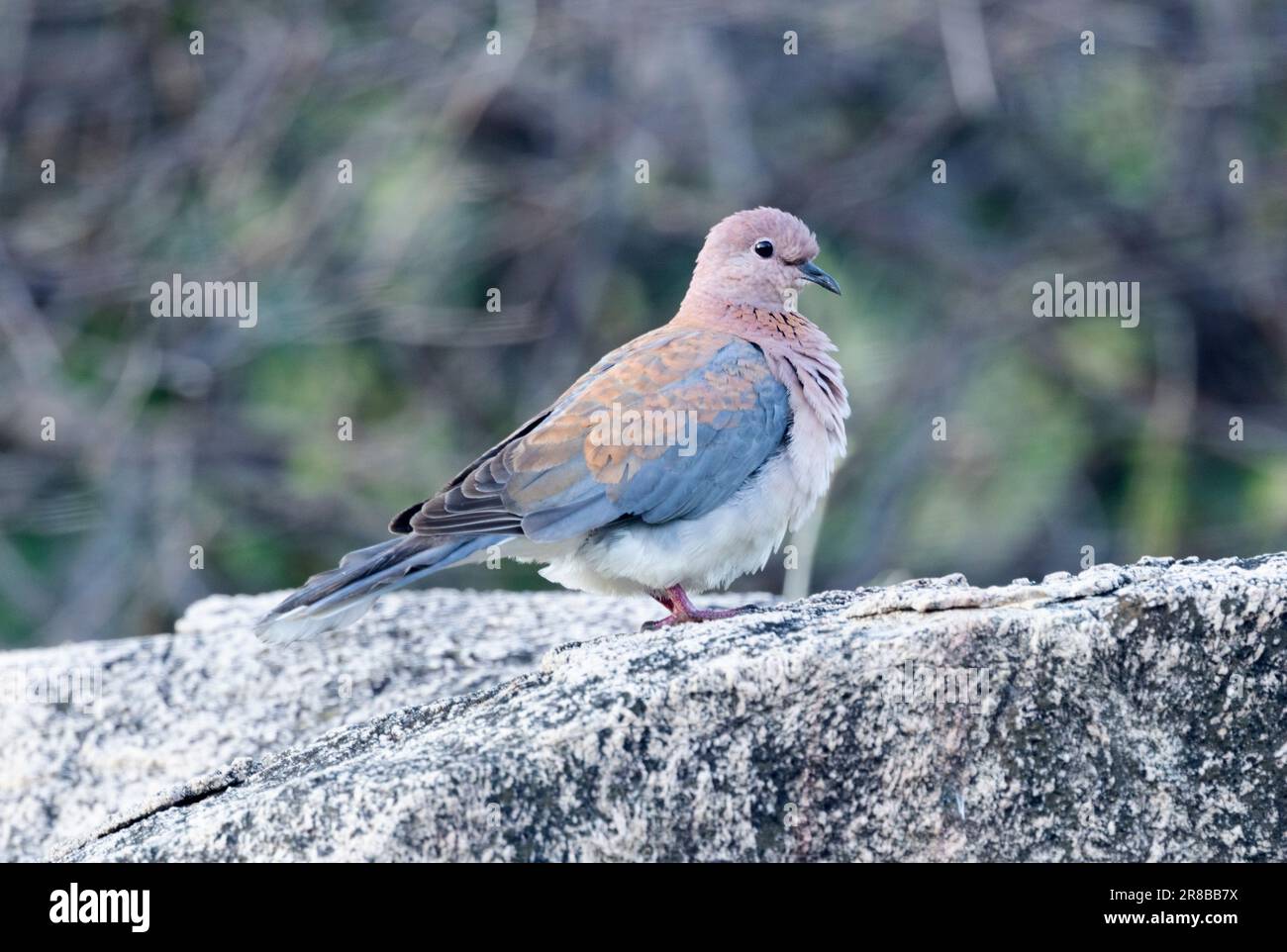 Common and widespread throughout Eastern and Southern Africa, the call ...