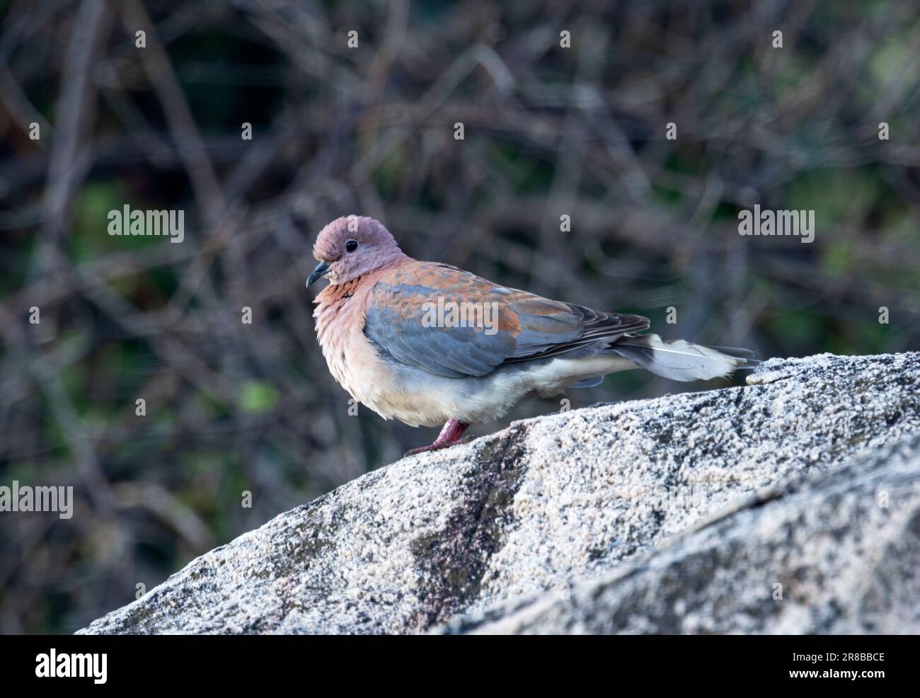 Common and widespread throughout Eastern and Southern Africa, the call ...