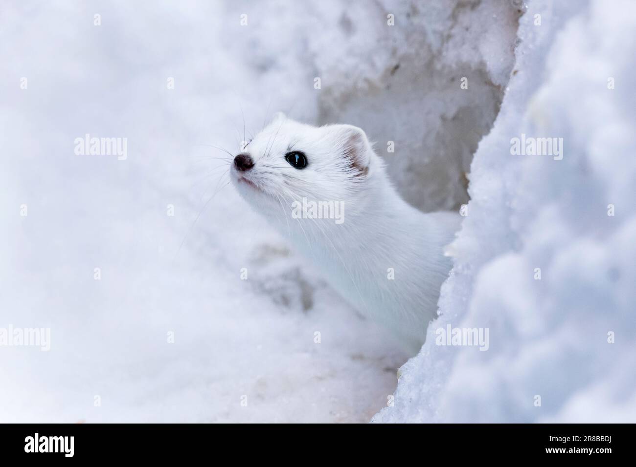 Short talied weasel hi-res stock photography and images - Alamy
