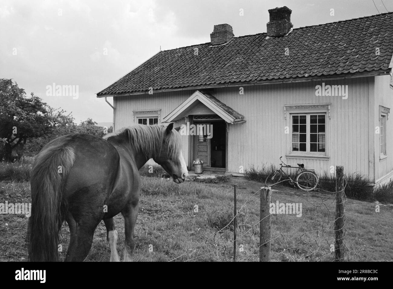 Current 27-7-1960: The apples of strife. The Gvarv farmer Kittil G ...