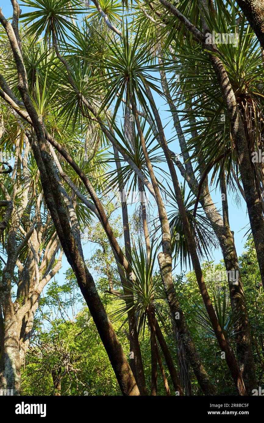 Palm trees in a tropical forest Stock Photo - Alamy