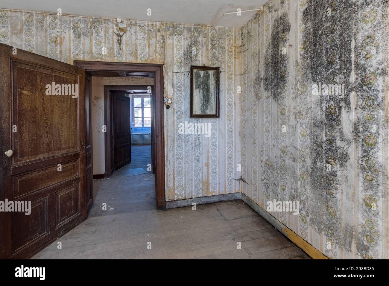 A room with severe mold infestation Stock Photo - Alamy
