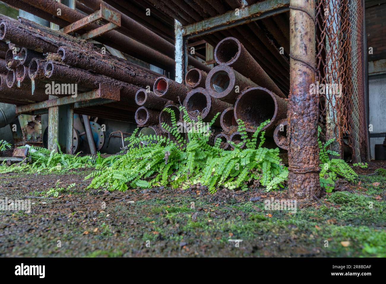 Plants grow on rusty pipes Stock Photo - Alamy