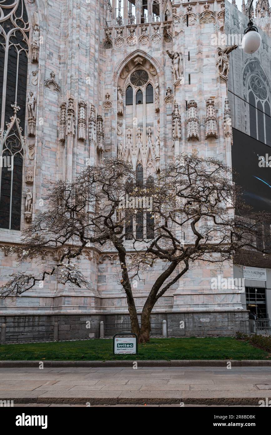 Magnificent magnolia tree growing near Duomo di Milano, Italy Stock ...