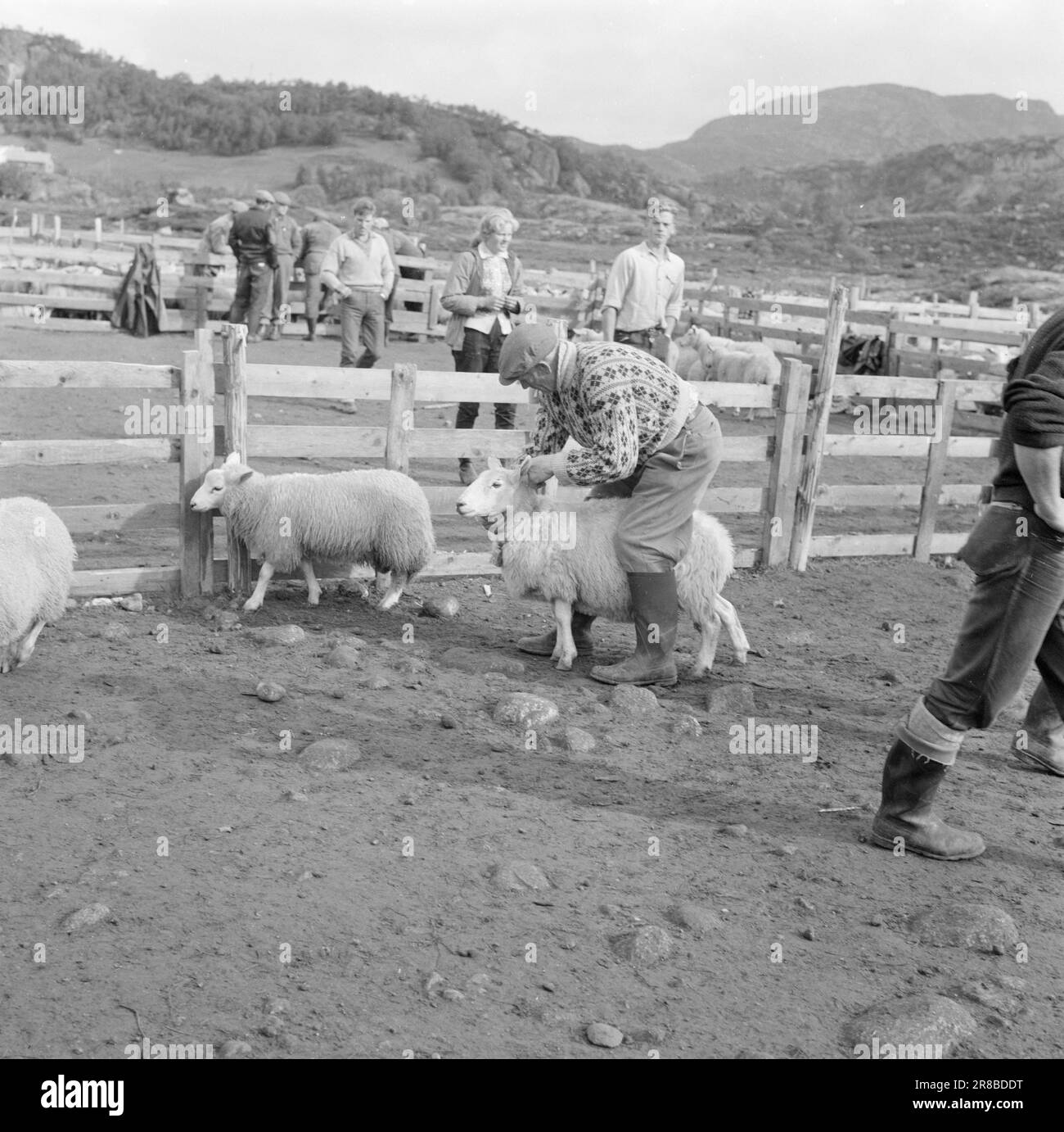 Current 42-1-1960: Bye Bye!! Summer is over. Sheep herding in Sirdal ...