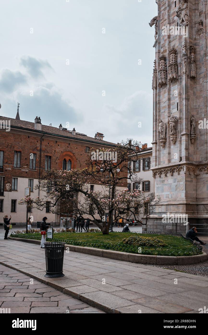 Magnificent magnolia tree growing near Duomo di Milano, Italy Stock ...