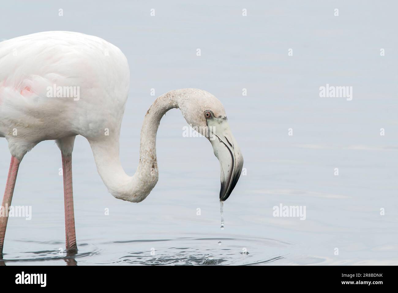 greater flamingo, Phoenicopterus roseus, close up of single juvenile ...
