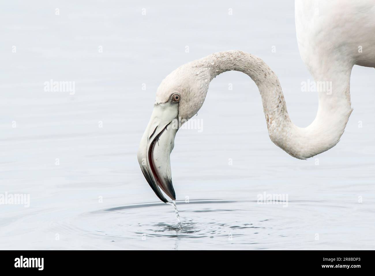 greater flamingo, Phoenicopterus roseus, close up of single juvenile ...