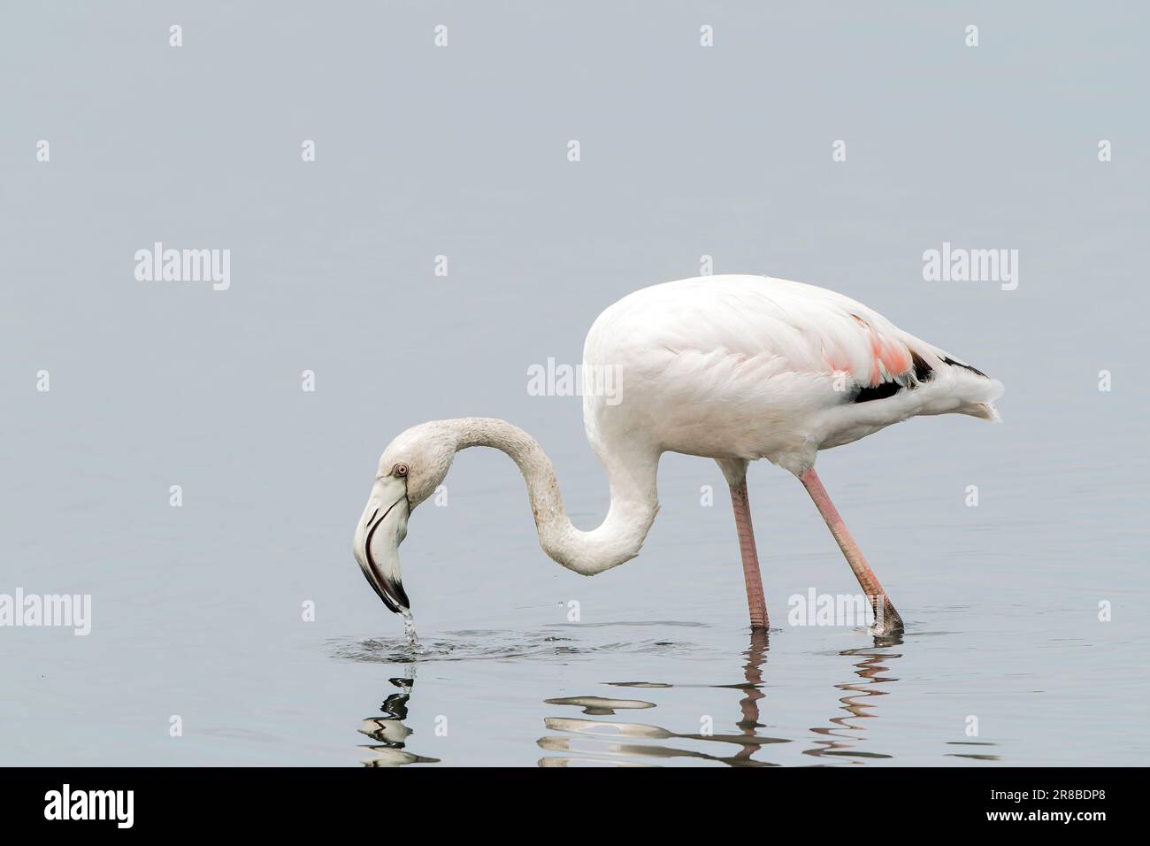 greater flamingo, Phoenicopterus roseus, single juvenile bird feeding ...