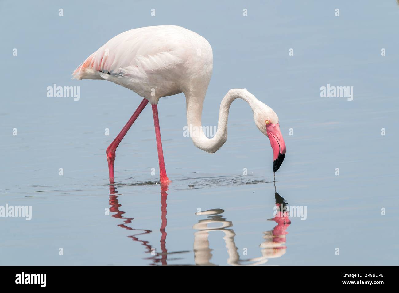 greater flamingo, Phoenicopterus roseus, single adult bird feeding ...