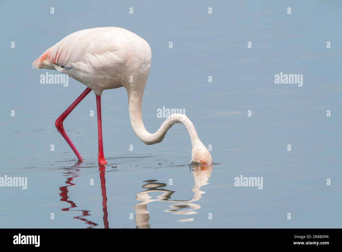 greater flamingo, Phoenicopterus roseus, single adult bird feeding ...